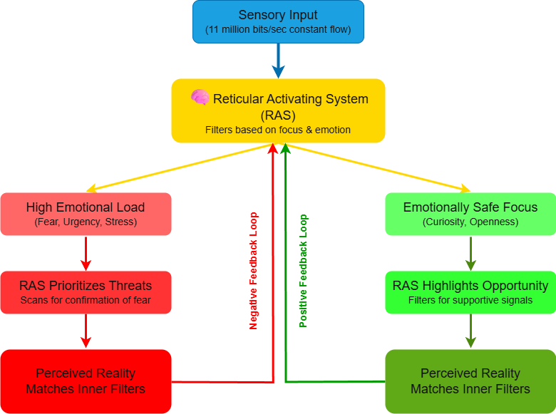🧠 The Reticular Activating System (1/2)